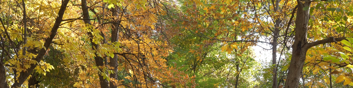 Home - Oxted Colour Printers